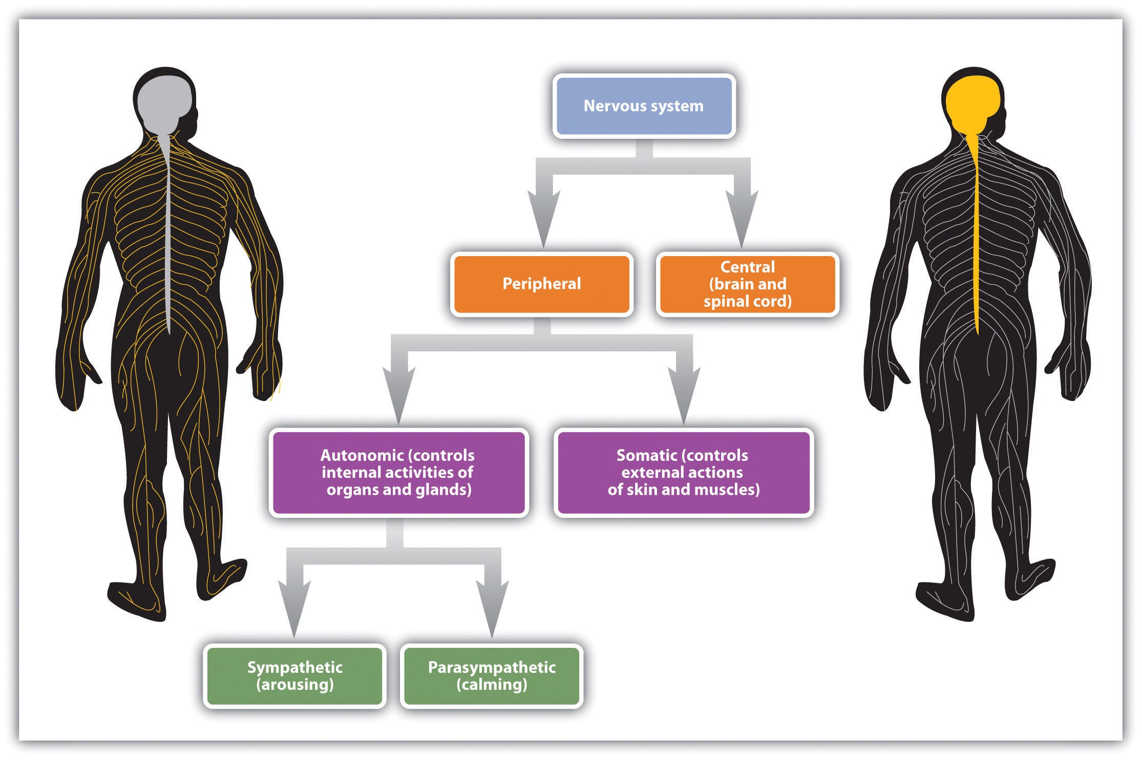 4 4 Putting It All Together The Nervous System And The Endocrine