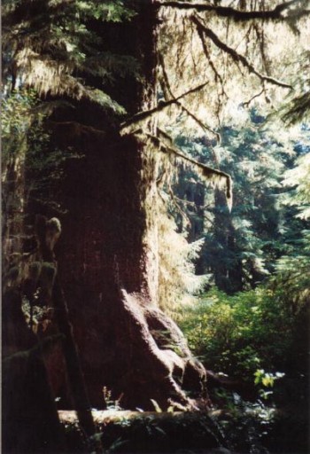 Canada’s Tallest Tree – BC Reads: Adult Literacy Fundamental English ...