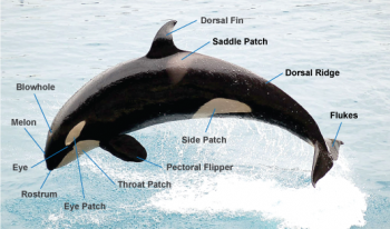 Spy-Hopping with Orca Whales – BC Reads: Adult Literacy Fundamental ...
