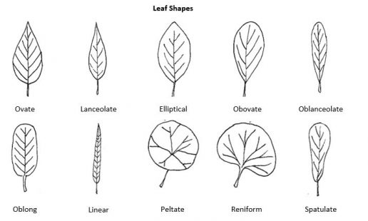 Plant Morphology Leaves Red Seal Landscape Horticulturist Identify 