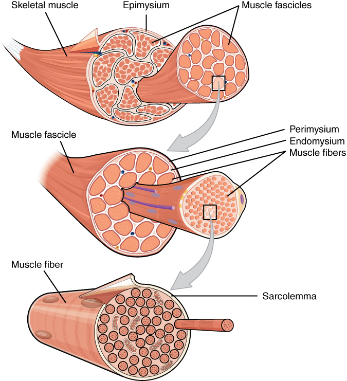  Structure Of Striated Muscle Fibre Structure Of A Muscle Cell 
