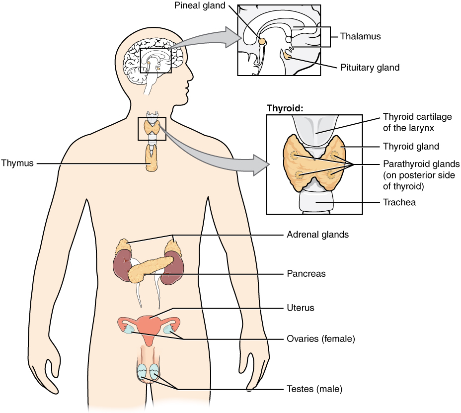 17 1 An Overview Of The Endocrine System Anatomy And Physiology