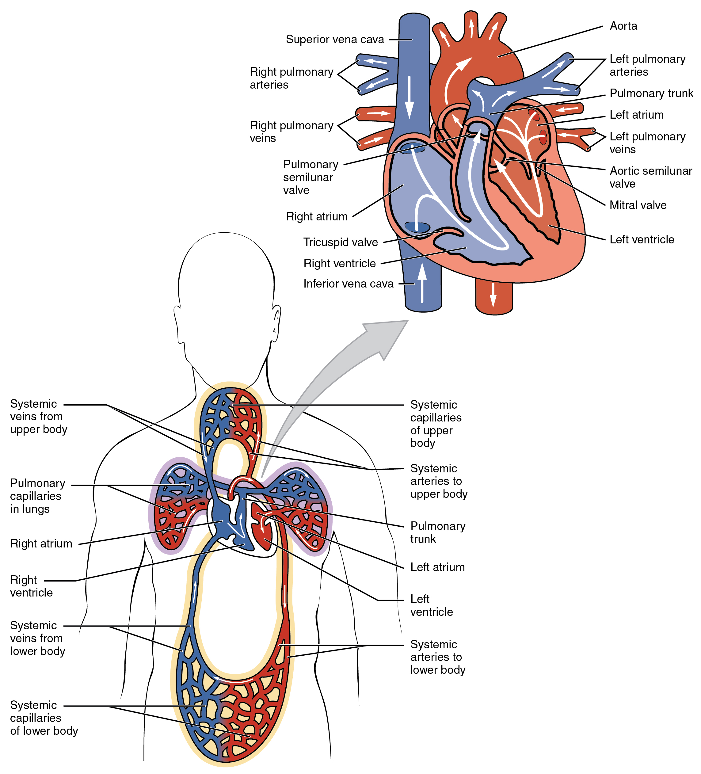 Cardiovascular System Heart Building A Medical Terminology Foundation
