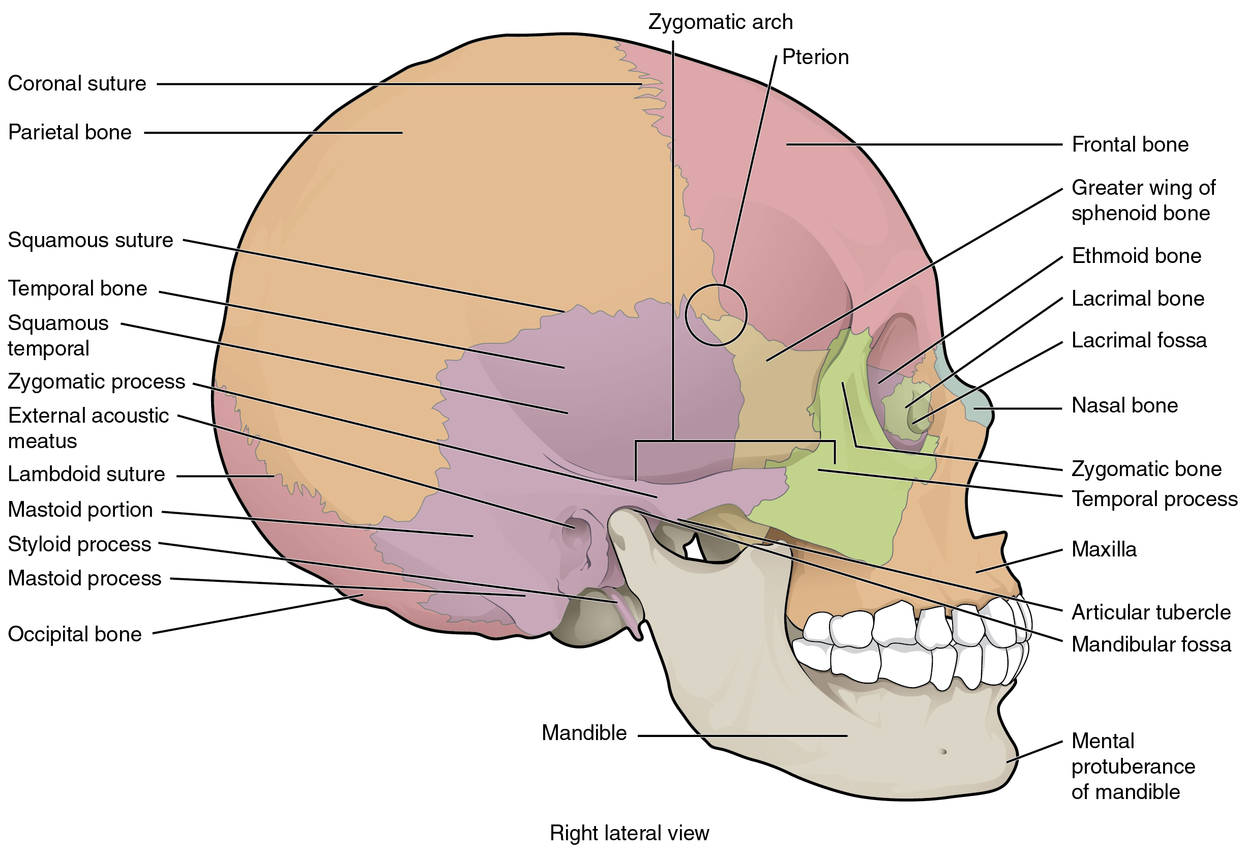 7 2 The Skull Anatomy And Physiology 7 2 The Skull Anatomy And Physiology
