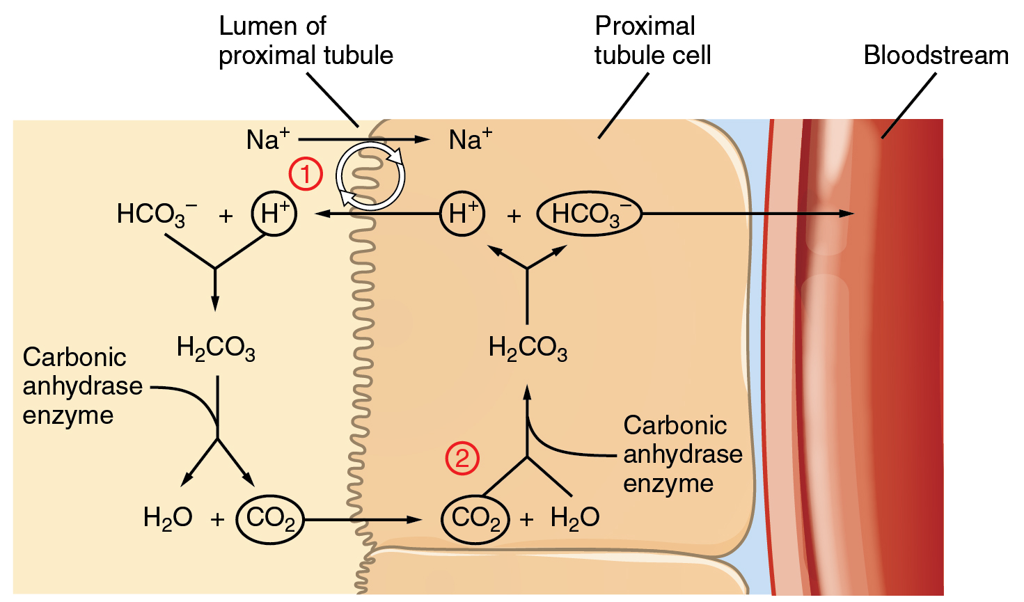 How Are Buffers Important To The Functioning Of Living Systems Walter