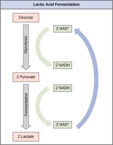 4.4 Fermentation – Concepts of Biology – 1st Canadian Edition