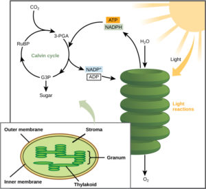 5.3: The Calvin Cycle – Concepts of Biology – 1st Canadian Edition