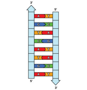 9.2 DNA Replication – Concepts of Biology – 1st Canadian Edition