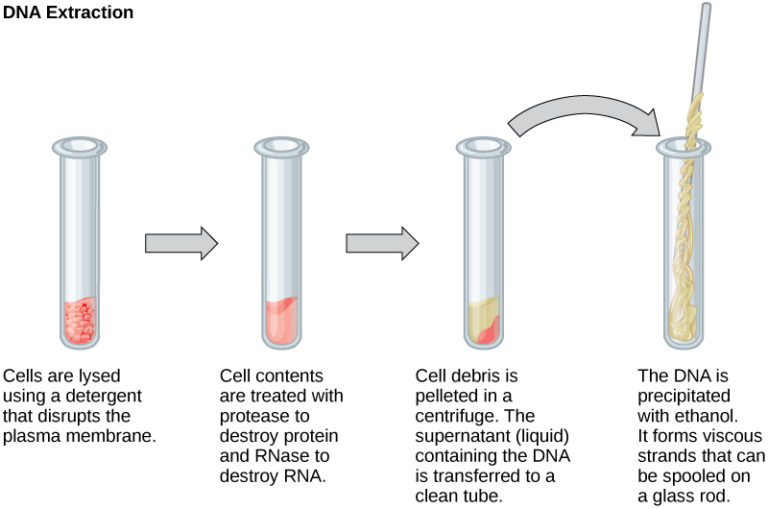 10.1 Cloning and Genetic Engineering – Concepts of Biology – 1st ...