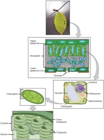 5.1: Overview of Photosynthesis – Concepts of Biology – 1st Canadian ...