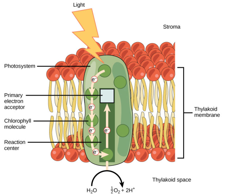 5.2: The Light-Dependent Reactions of Photosynthesis – Concepts of ...