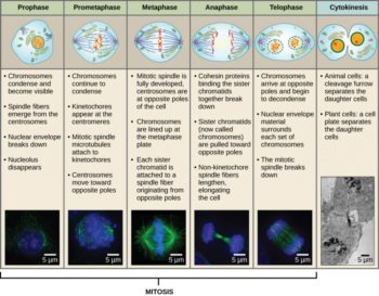 6.2 The Cell Cycle – Concepts of Biology – 1st Canadian Edition