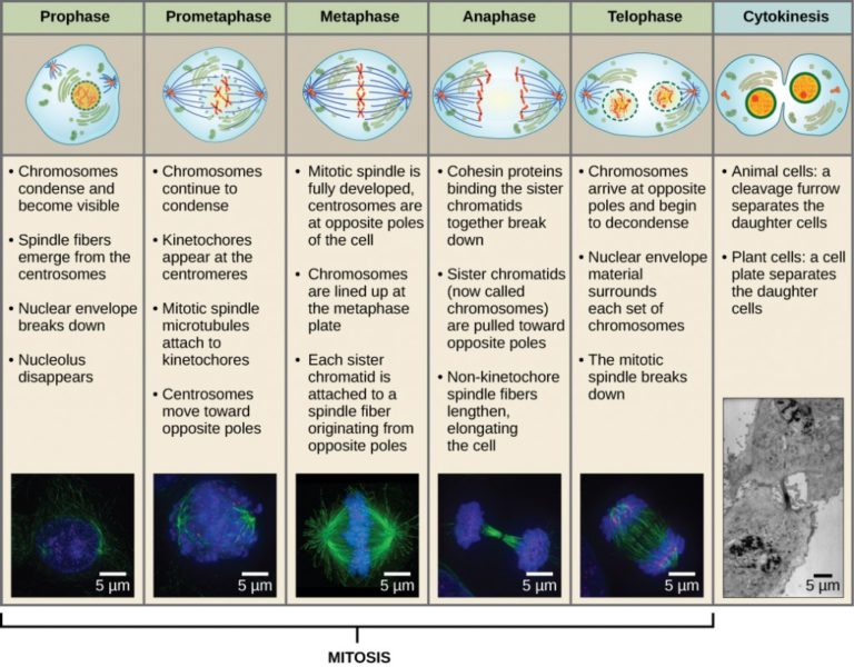 6.2 The Cell Cycle – Concepts of Biology – 1st Canadian Edition