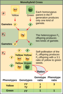 8.2 Laws of Inheritance – Concepts of Biology – 1st Canadian Edition