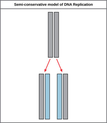 9.2 DNA Replication – Concepts of Biology – 1st Canadian Edition