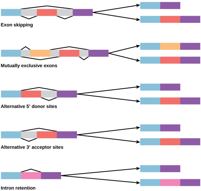 9.5 How Genes Are Regulated – Concepts of Biology – 1st Canadian Edition
