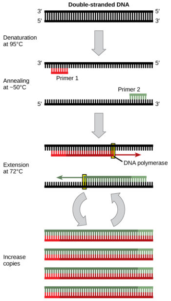 10.1 Cloning and Genetic Engineering – Concepts of Biology – 1st ...