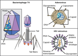 12.1 Viruses – Concepts of Biology – 1st Canadian Edition