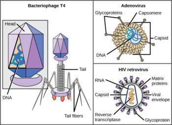 12.1 Viruses – Concepts of Biology – 1st Canadian Edition