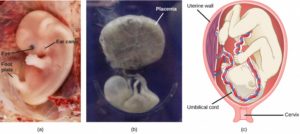 13.3 Human Reproduction – Concepts of Biology – 1st Canadian Edition