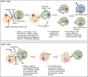 23.2. Adaptive Immune Response – Concepts of Biology – 1st Canadian Edition