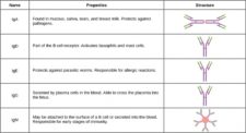 23.3. Antibodies – Concepts of Biology – 1st Canadian Edition
