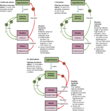 24.4. Hormonal Control of Human Reproduction – Concepts of Biology ...