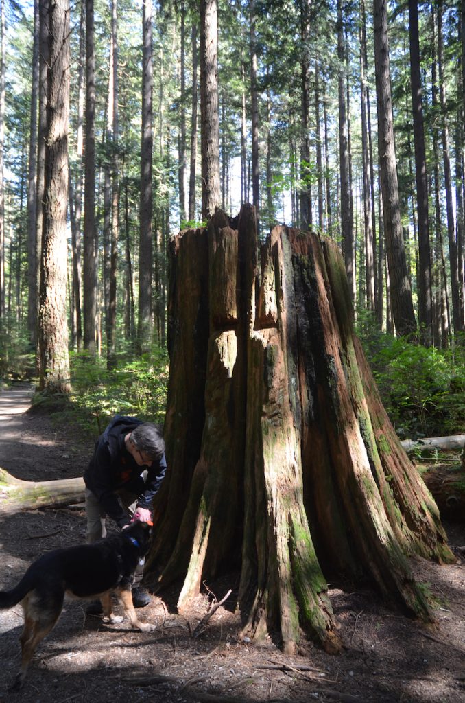 Lab 12: Coastal Forest Virtual Field Trip – Laboratory Manual for ...