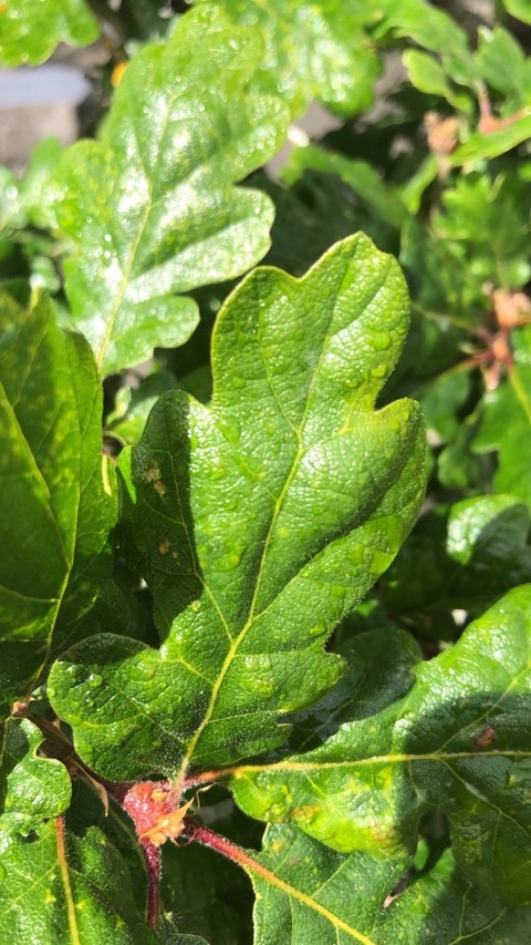 Lab 11: Environmental Controls on Biogeography – Laboratory Manual for ...