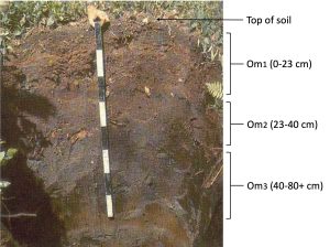 Lab 10: BC Soils and Relationships to Vegetation and Climate ...