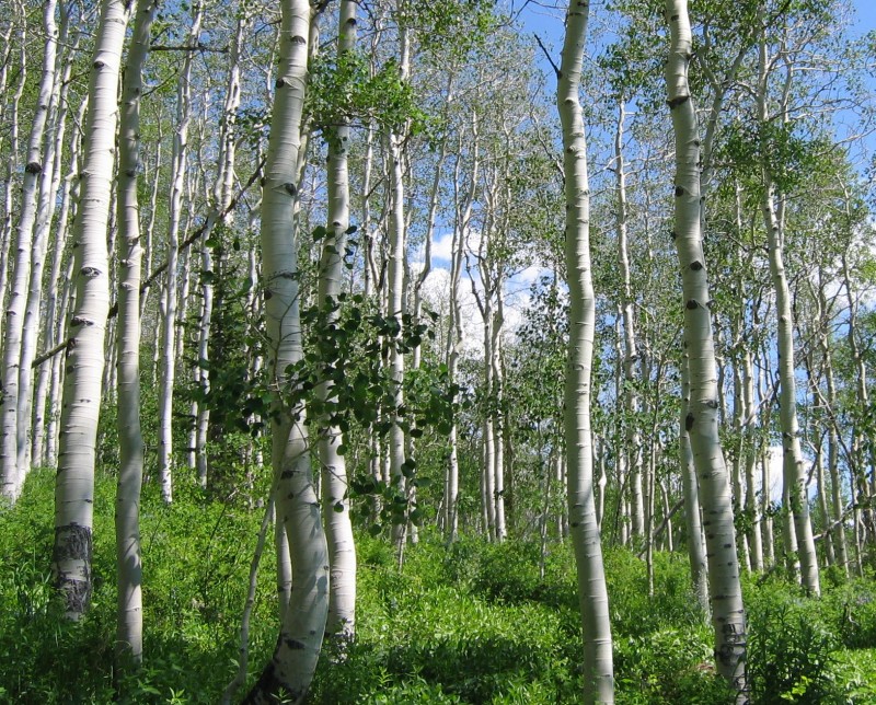Figure 3. Birch trees – British Columbia in a Global Context