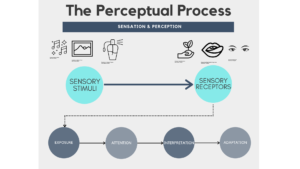 The Perceptual Process – Introduction to Consumer Behaviour