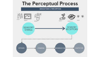 The Perceptual Process – Introduction to Consumer Behaviour