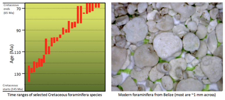 8.3 Dating Rocks Using Fossils – Physical Geology – 2nd Edition