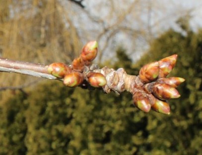 Introduction to Plant Morphology – Red Seal Landscape Horticulturist ...