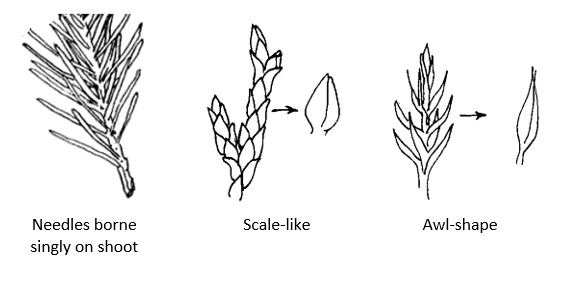 Plant Morphology – Conifers – Red Seal Landscape Horticulturist ...