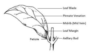 Plant Morphology – Leaves – Red Seal Landscape Horticulturist Identify ...