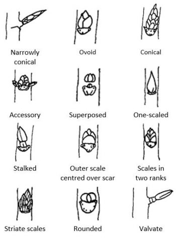 Plant Growth Characteristics – Red Seal Landscape Horticulturist ...