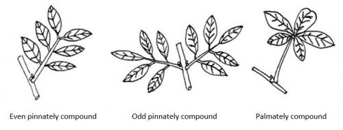 Plant Morphology – Leaves – Red Seal Landscape Horticulturist Identify ...