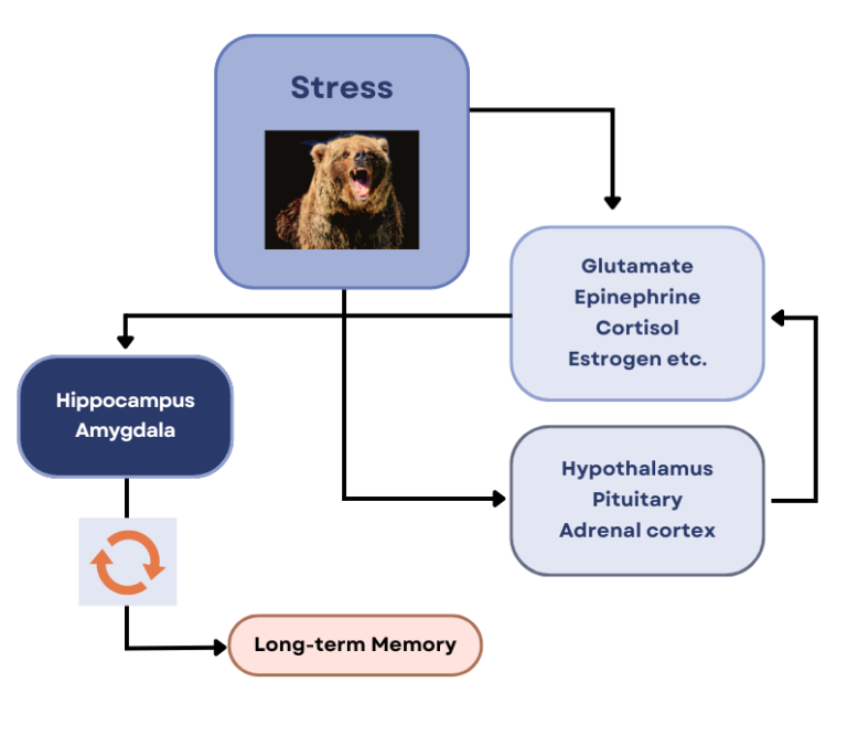 Forgetting And Memory Errors Introduction To Psychology