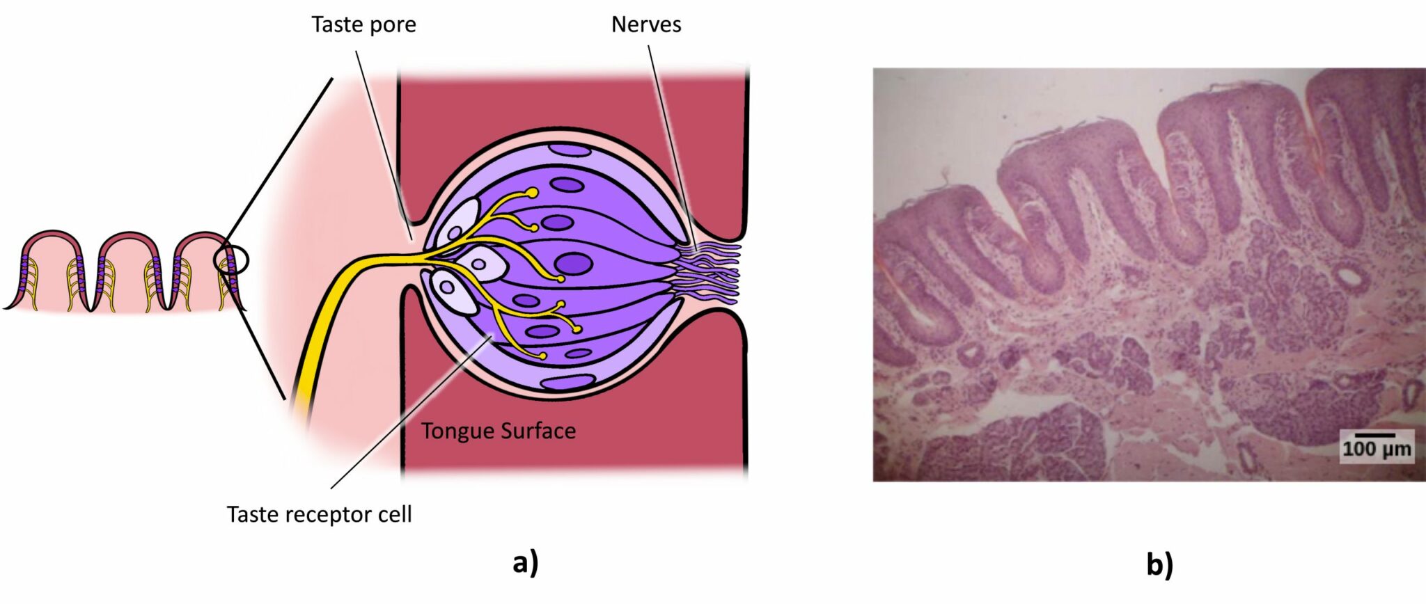 The Other Senses – Introduction to Psychology