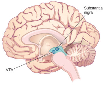 The Brain and Spinal Cord – Introduction to Psychology