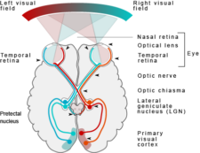 The Brain and Spinal Cord – Introduction to Psychology
