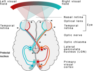 The Brain and Spinal Cord – Introduction to Psychology