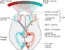 The Brain and Spinal Cord – Introduction to Psychology