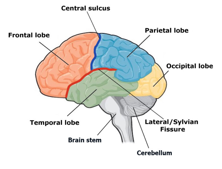 The Brain and Spinal Cord – Introduction to Psychology