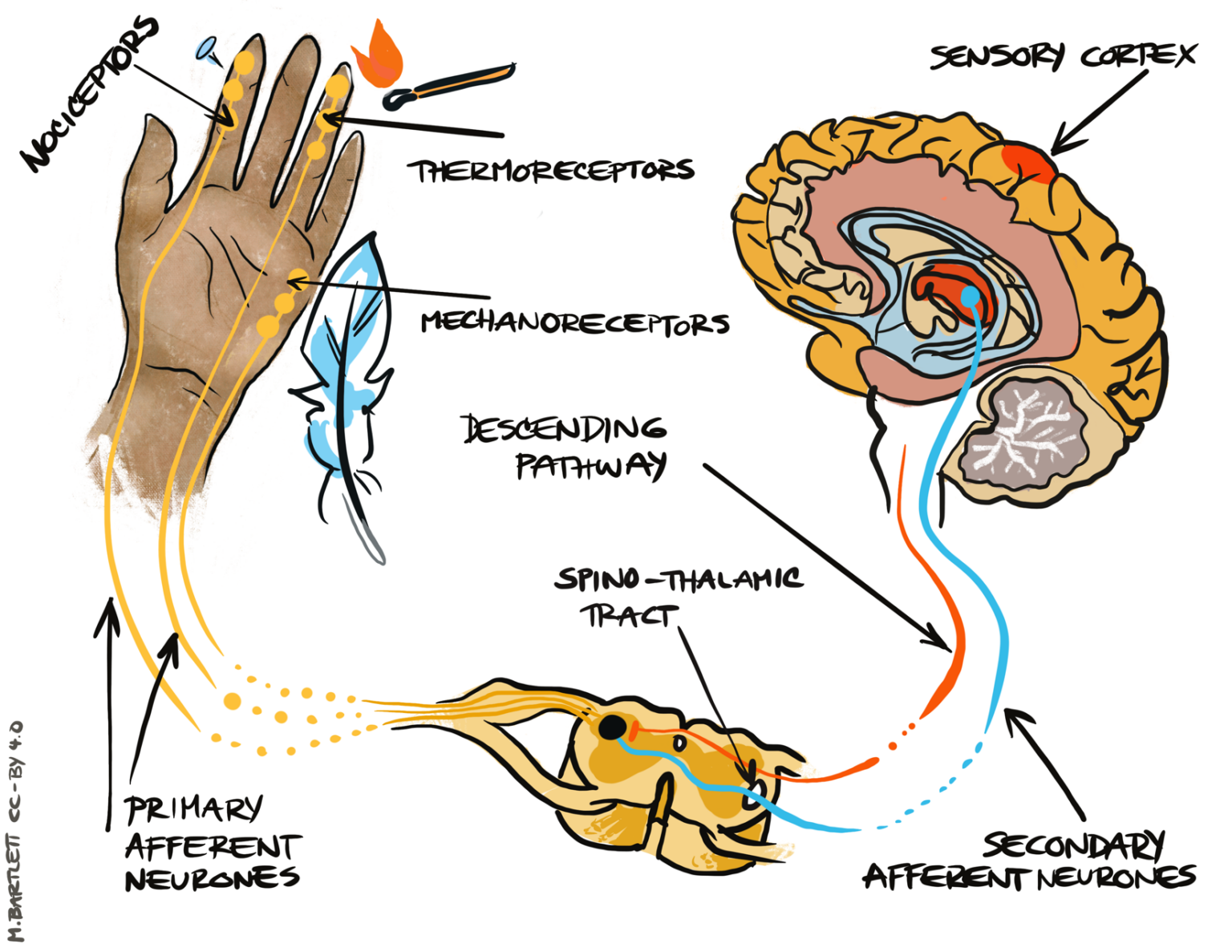 The Other Senses – Introduction to Psychology