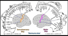 The Brain and Spinal Cord – Introduction to Psychology