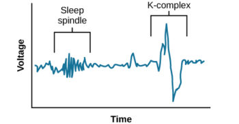 Sleep and Why We Need Sleep – Introduction to Psychology