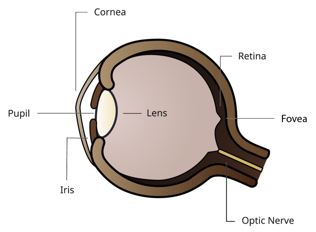 Vision – Introduction to Psychology